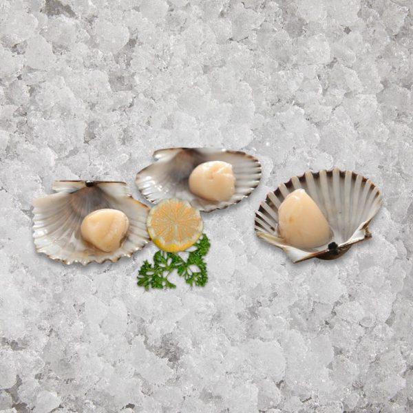 Frog Legs, Frozen 1kg - Buy Now The Artisan Food Company