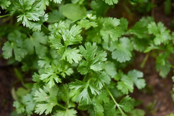 4 Great Ways to Use Fresh Coriander - The Artisan Food Company
