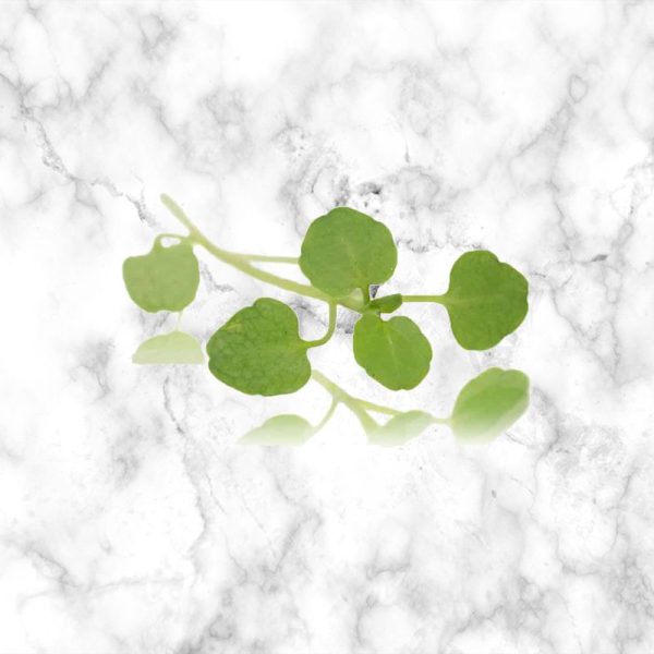 Micro Baby Watercress, 100g - Buy Now- The Artisan Food Company