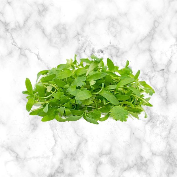 Micro Coriander, 25g - Buy Now- The Artisan Food Company