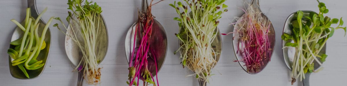 Micro herbs & leaves all grown by Westand UK British Farm