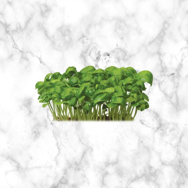 Basil Cress, Punnet - Buy Now- The Artisan Food Company