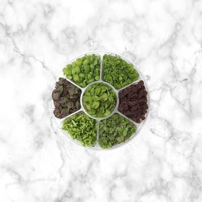 Sakura Micro Cress - Buy Now - The Artisan Food Company