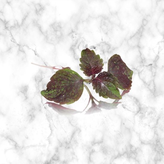 Micro Shiso Cress, 20g- Buy Now - The Artisan Food Company