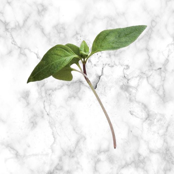 Micro Thai Basil, 30g - Buy Now - The Artisan Food Company