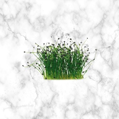 Rock Chive Cress, Punnet - Buy Now - The Artisan Food Company