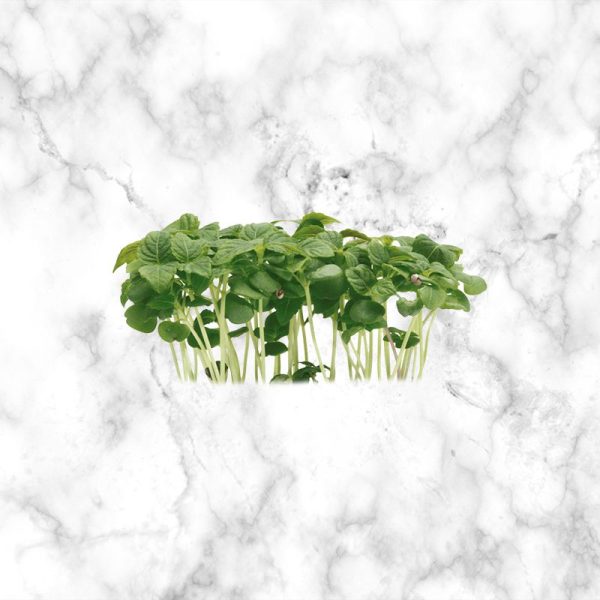 Shiso Green Cress, Punnet- Buy Now - The Artisan Food Company