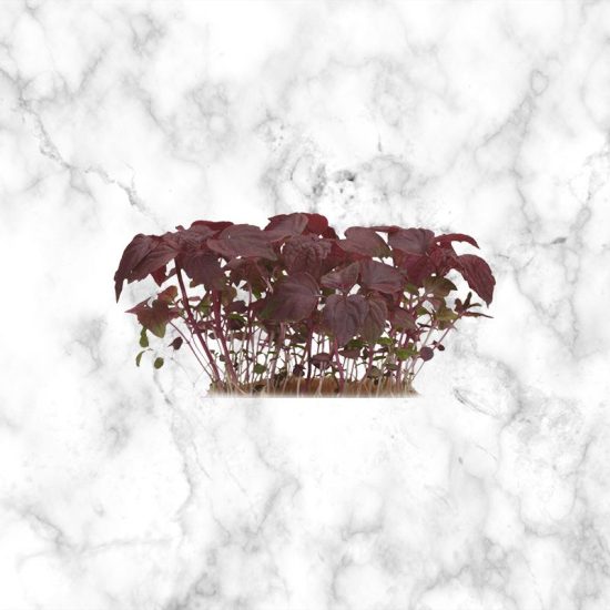 Shiso Red Cress, Punnet - Buy Now - The Artisan Food Company