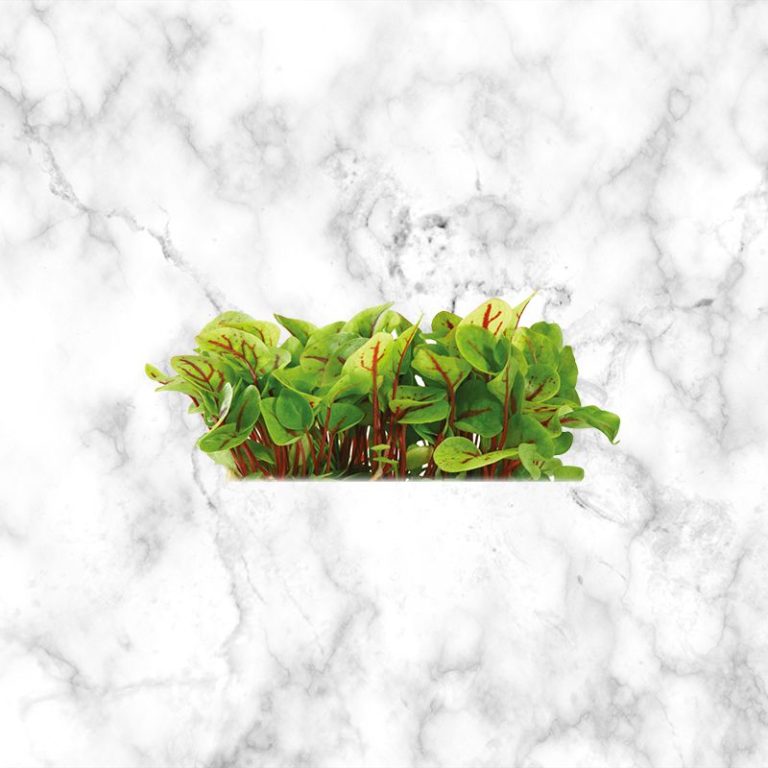 Vene Cress, Punnet - Buy Now - The Artisan Food Company